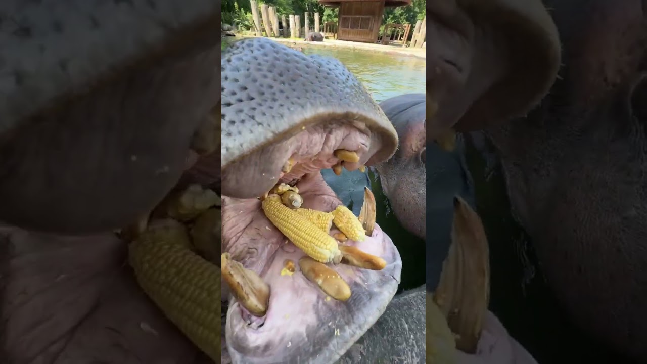 Hippos feast on fresh corn cobs in river