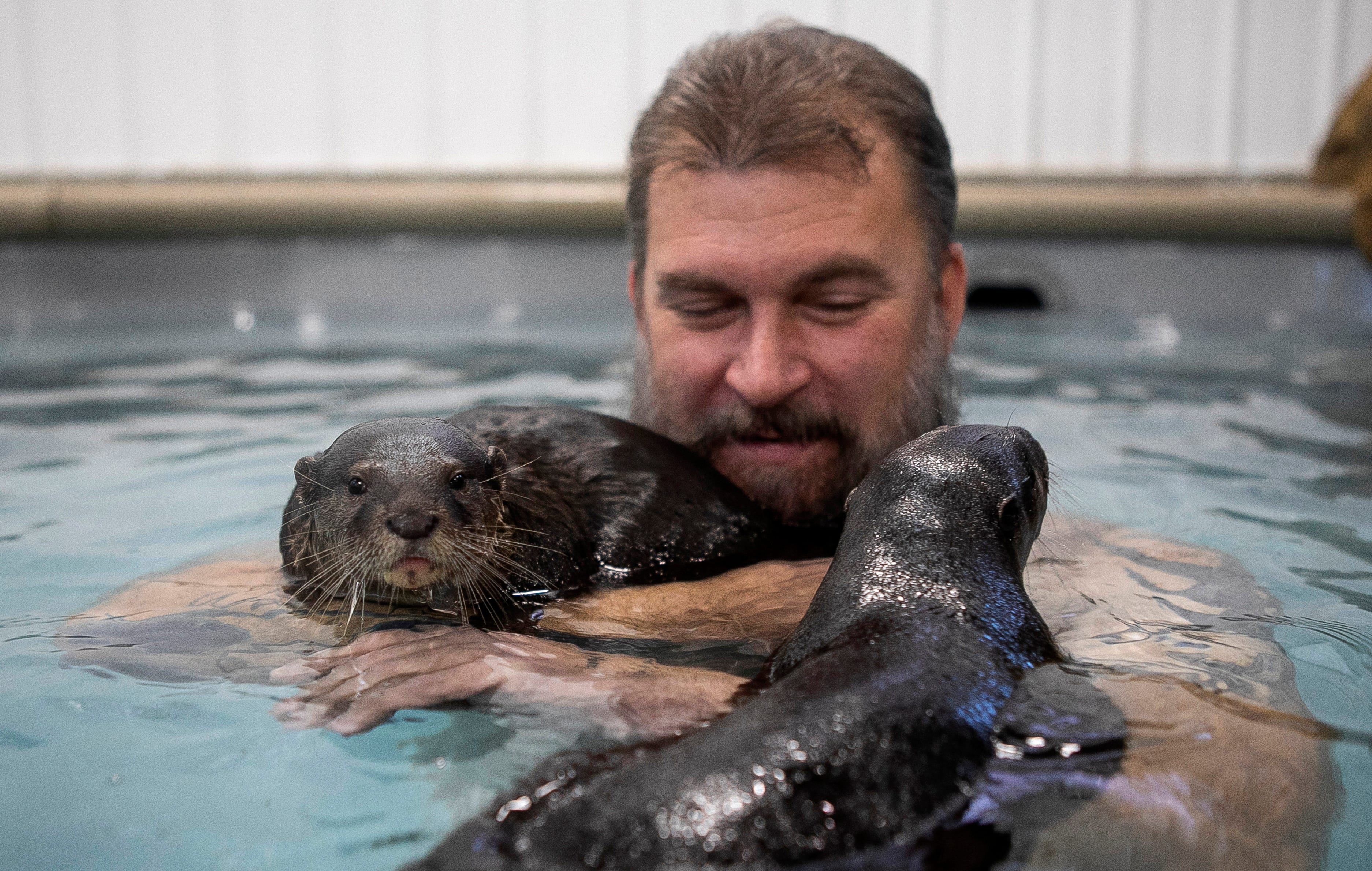 Bremen farm offers opportunity to swim with otters