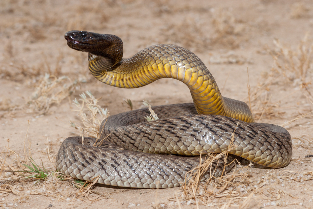 15 of the Deadliest Snakes on Earth and the Crazy Ways They Kill Their Prey