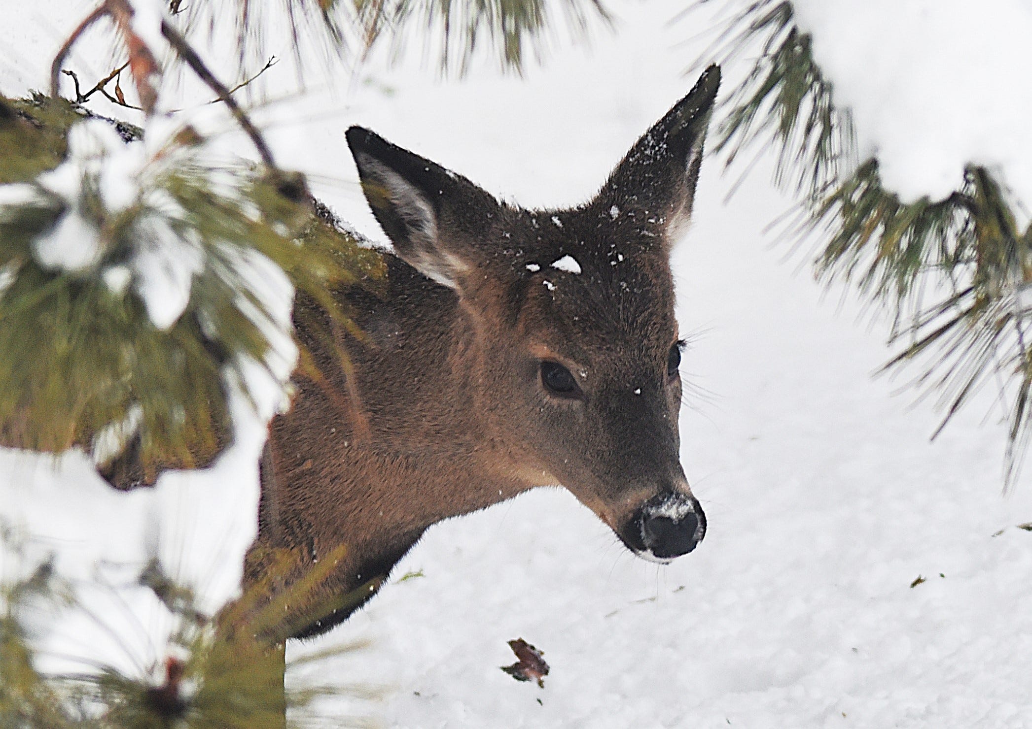 How many deer did Alabama hunters harvest during 2024-25 season? See ...