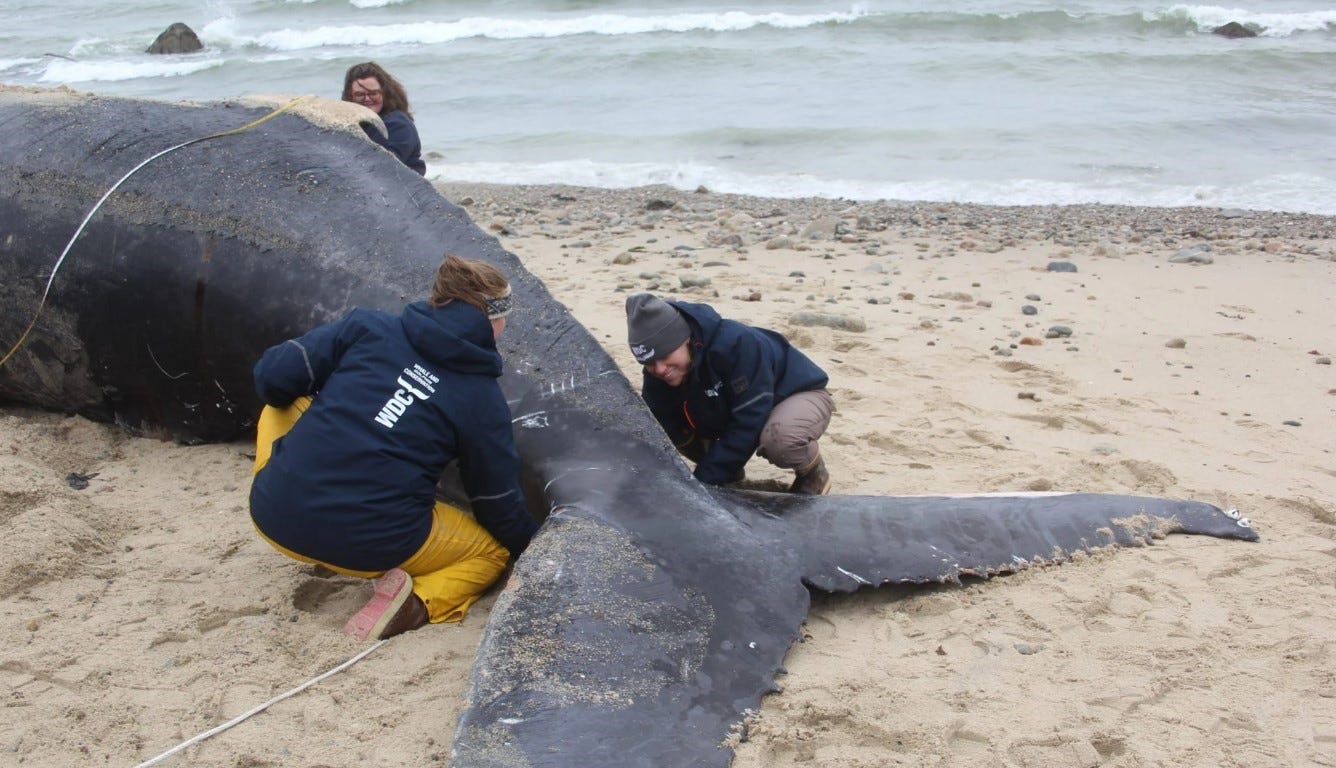 Whales, seals and dolphins: What a year of rescue work looks like