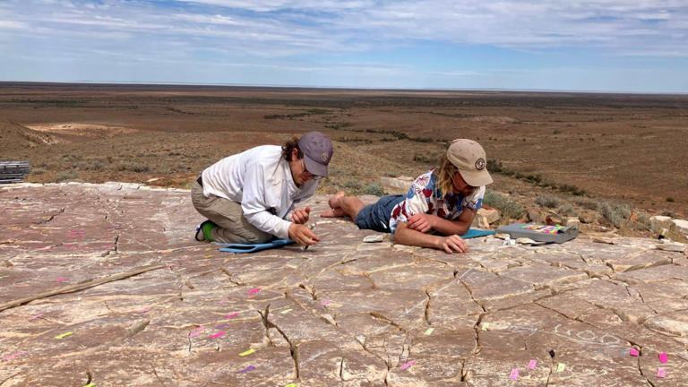 555 Million Year Old Worm Like Fossil Discovered First From Precambrian Era