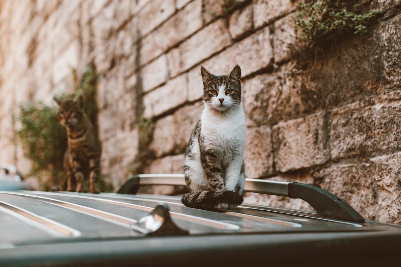 10 Cat Breeds That Actually Enjoy Car Rides