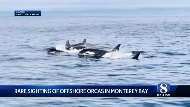 Watch: Rare pod of up to 80 'offshore' orcas spotted in Monterey Bay