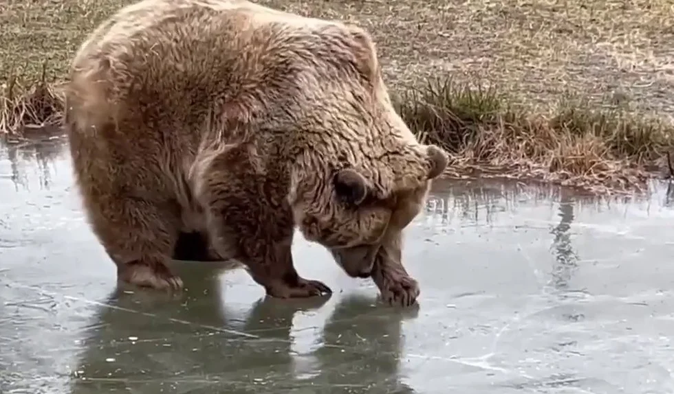 Brown bears seen pouncing, rolling on frozen pond in New York
