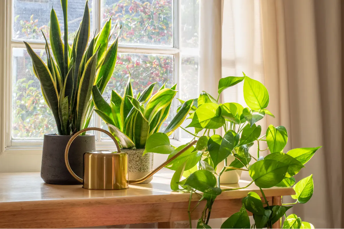 Garden plants requiring zero effort