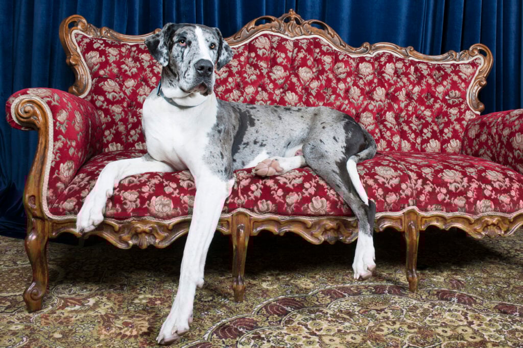 20 Mammoth Dog Breeds and Expert Tips to Raise Them Right