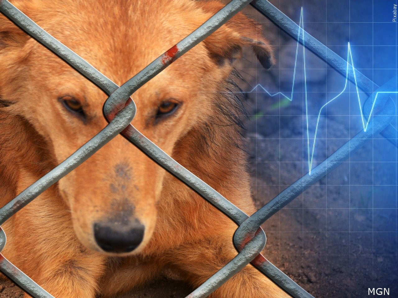 DOH-Sarasota issues rabies advisory