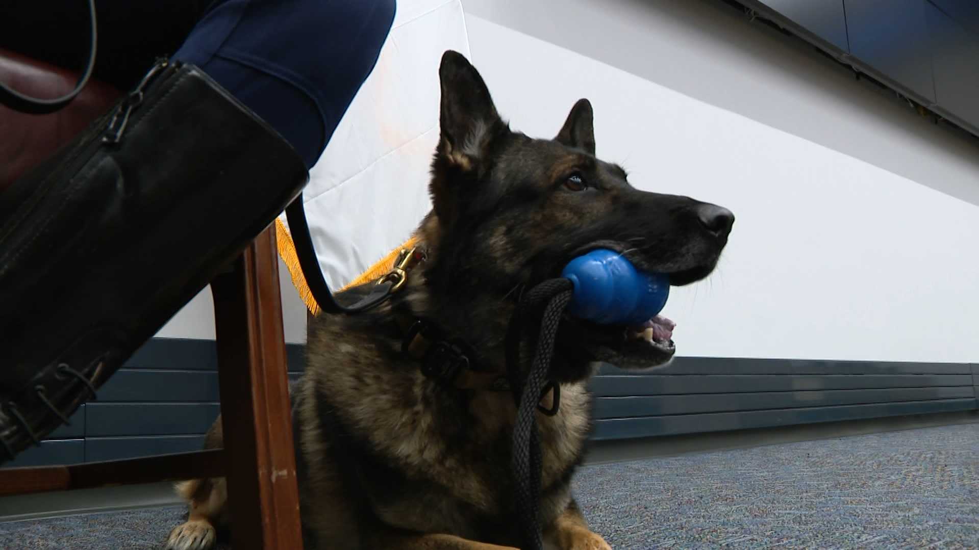 Retired K-9 chosen to receive lifetime medical benefits