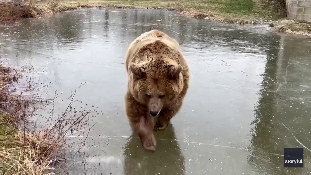 Brown bears seen pouncing, rolling on frozen pond in New York
