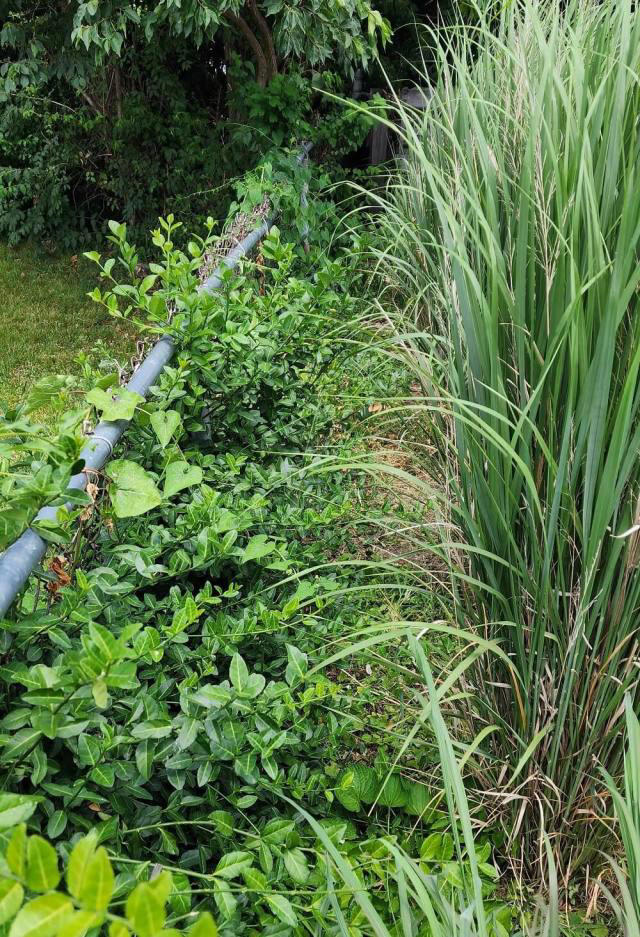 Homeowner frustrated after repeatedly losing battle against invasive ...