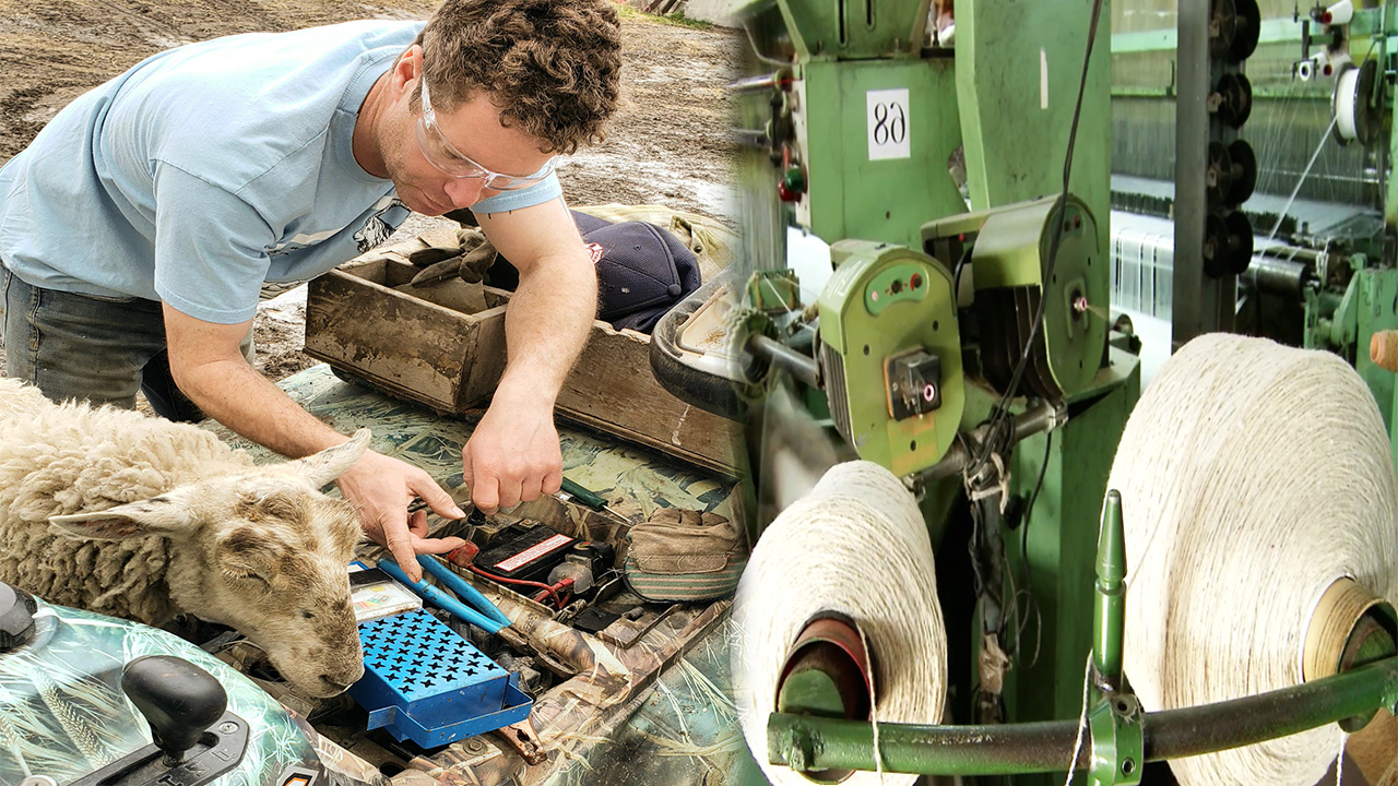 The Process of Harvesting and Processing Wool in a Sheep Factory