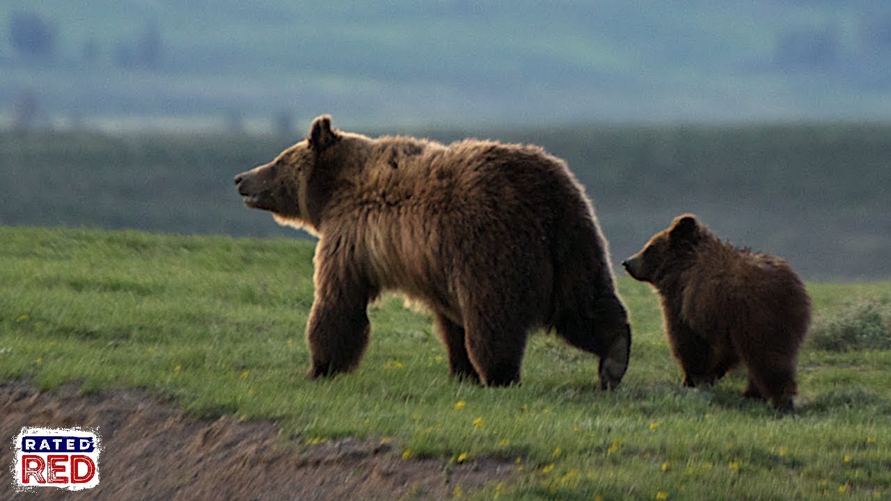 No you still cant hunt Yellowstone grizzlies in Montana