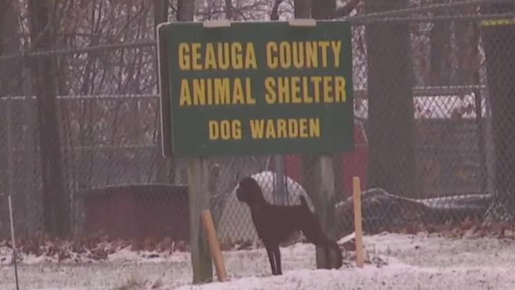 Stray dog at Geauga County Animal Shelter tests positive for canine ...