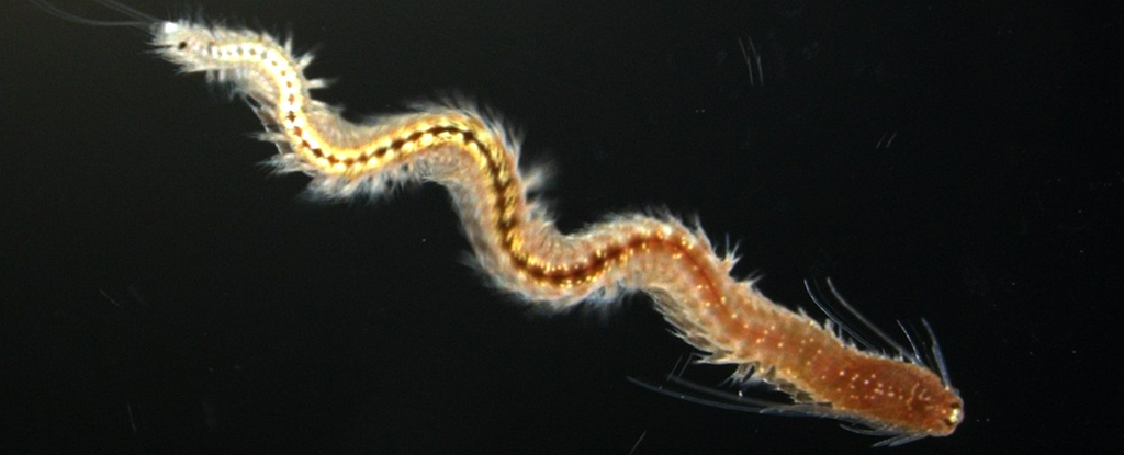 This Worm Can Regrow Its Body by Reversing to a Stem Cell-Like State