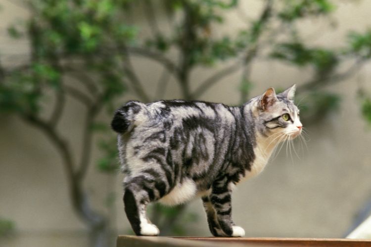 Your cat has a very specific schedule for acknowledging you — here’s ...
