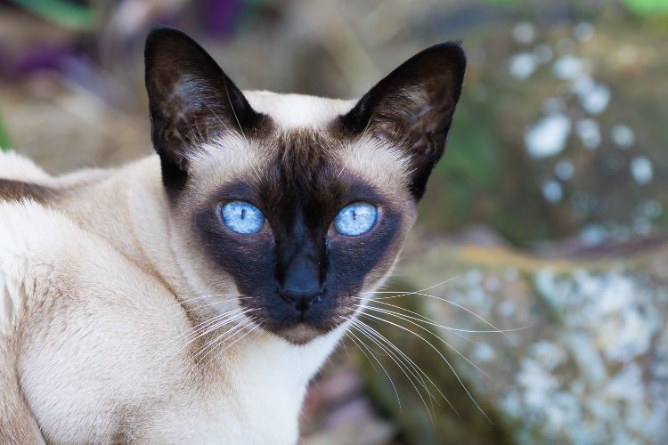 Your cat knows things. Strange things. And they’ve been trying to warn ...