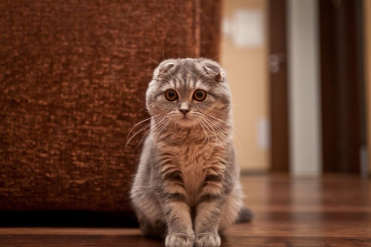 10 signs your cat is plotting to replace you (and honestly, they could ...