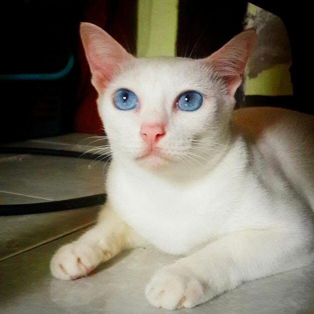 5 razas de gatos blancos con ojos azules; conoce sus características