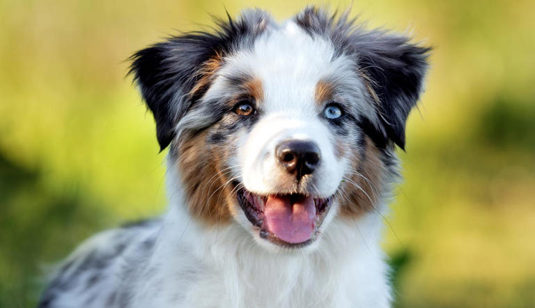 What is the Miniature American Shepherd?