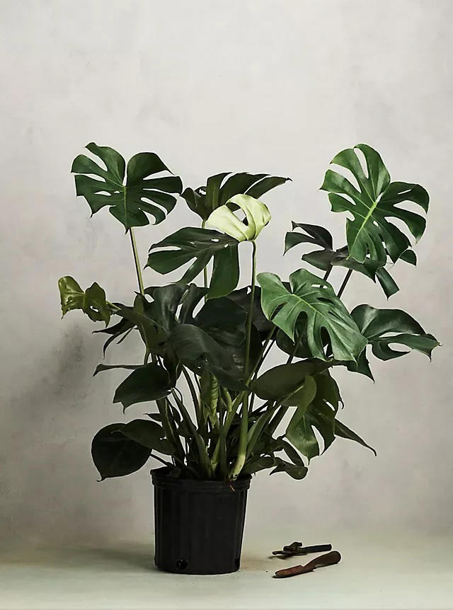 How to Repot a Monstera — A Gardening Expert's Guide to Breathing New ...