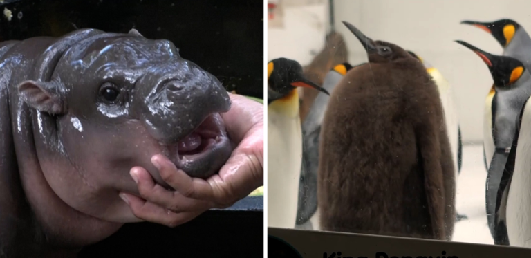 'Who TF Did I Marry,' brat summer and Moo Deng: The demure social media ...