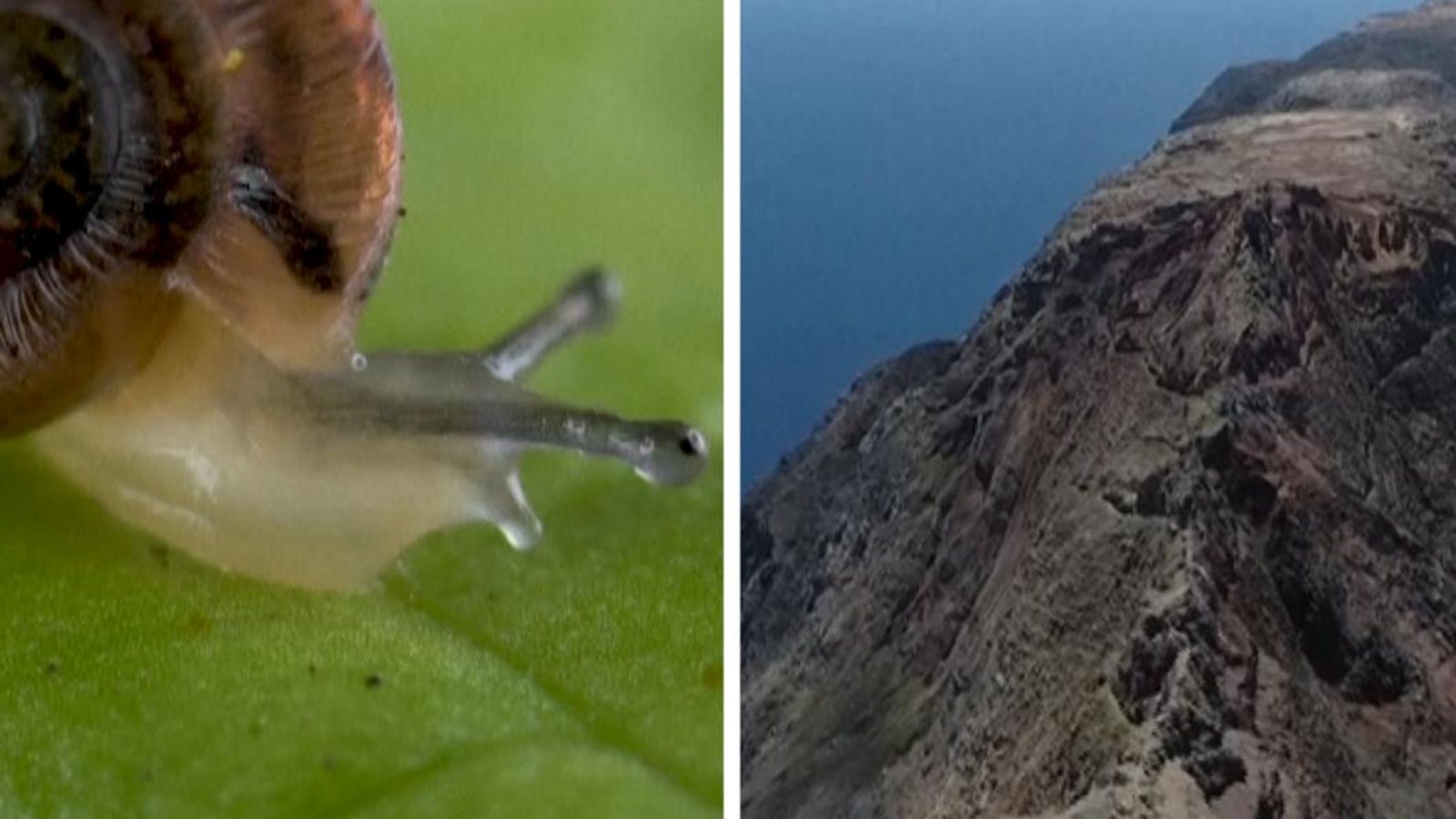 Nearly extinct snails get new home