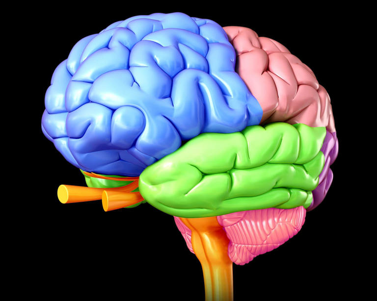 Can frontal lobe damage affect your daily life?