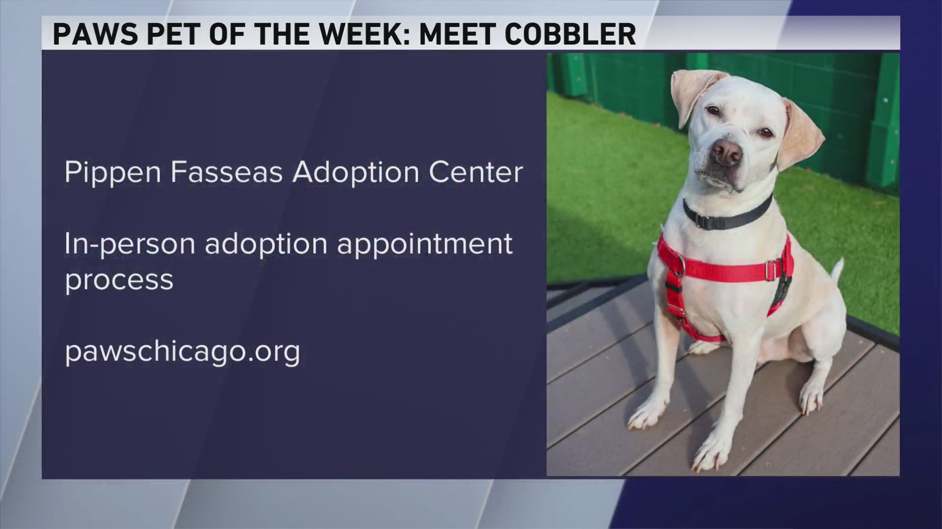 PAWS Chicago Pet of the Week: Cobbler