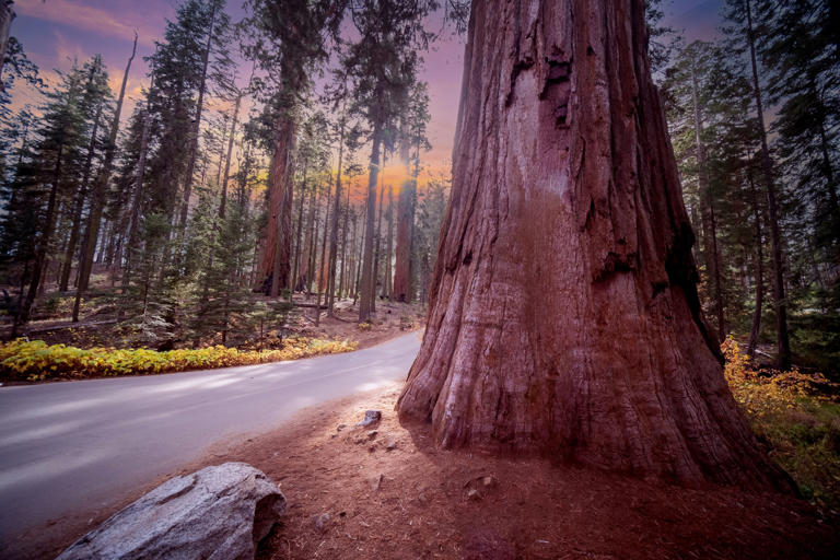 Redwoods & Sequoias On The East Coast? Why There Are No Tree Giants On ...