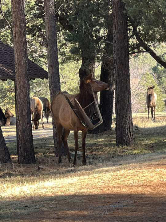 Ruidoso elk entangled with stool was freed