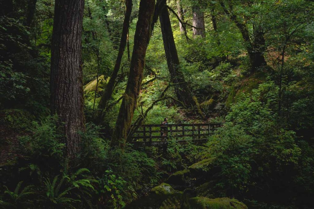 3 EPIC Redwood Locations in Oregon!