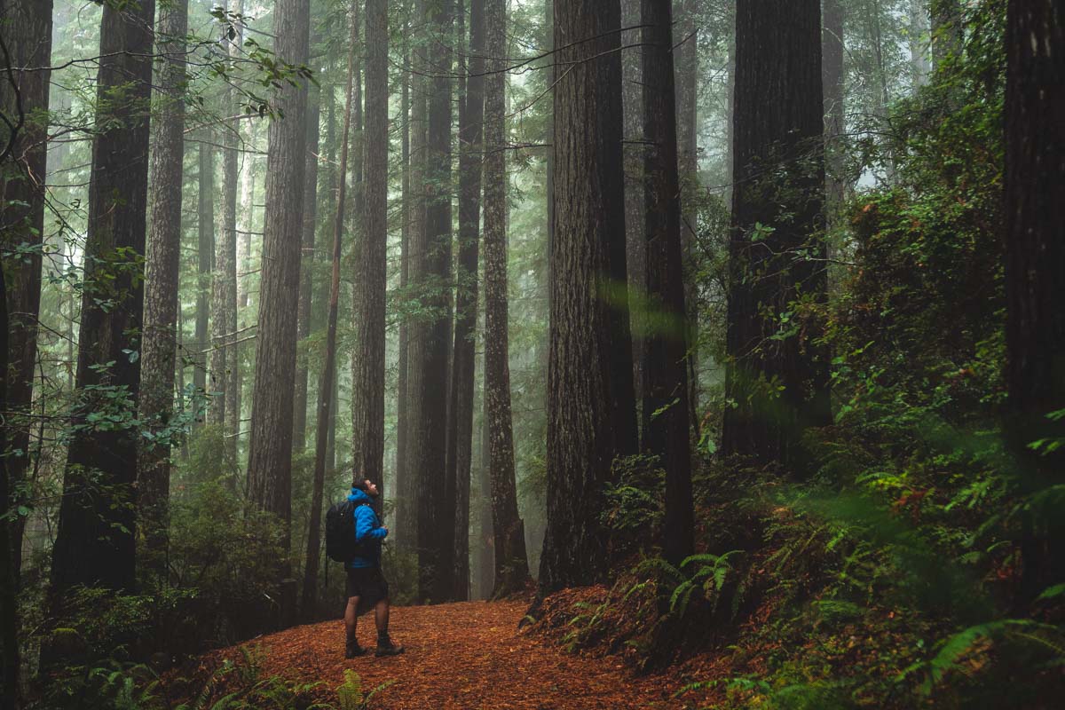 3 EPIC Redwood Locations in Oregon!