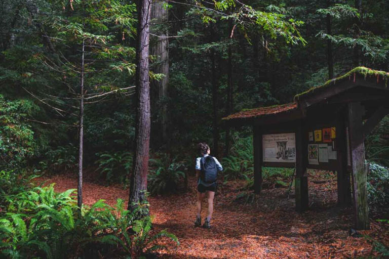 How to See The Redwoods in Oregon