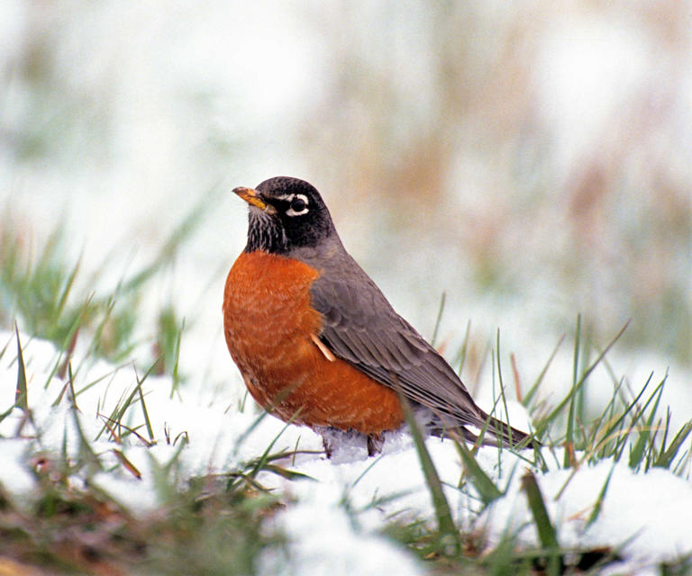 American robins go crazy for this 1 superfood: It's probably in your pantry