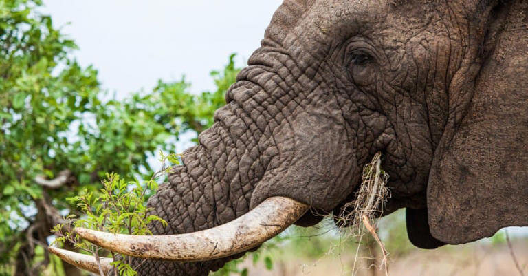 How Heavy Poaching Has Led to Tuskless Elephants