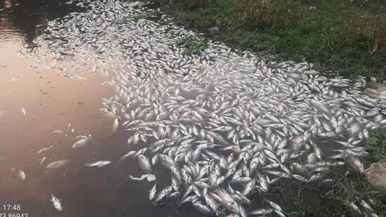 MPCB issues show cause notice to PMC over fish kill in Mula-Mutha MPCB issues show cause notice to PMC over fish kill in Mula-Mutha