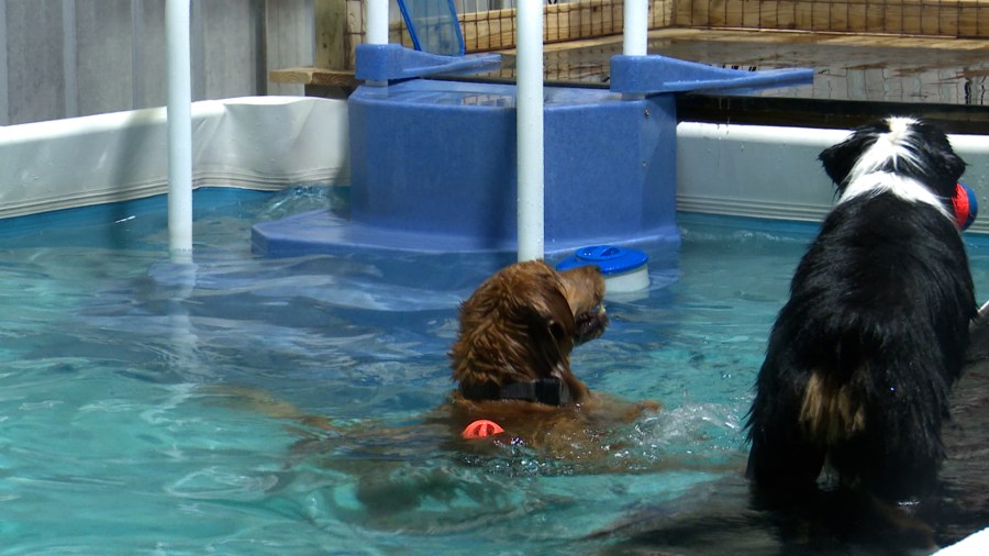 Huntsville’s indoor dog pool facing closure