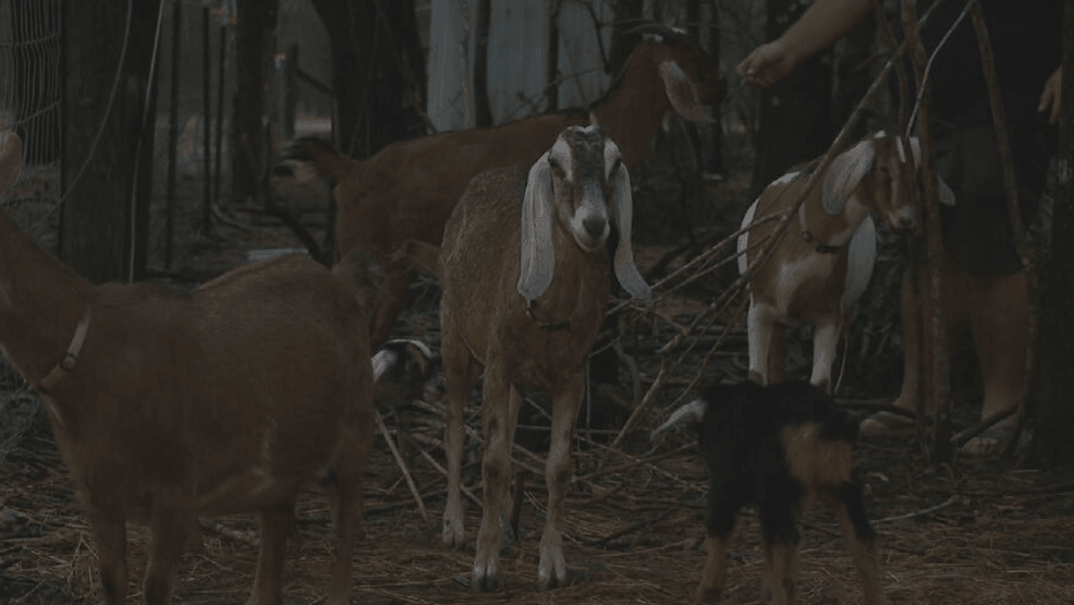 Santa Rosa farm offers eco-friendly Christmas tree disposal by feeding ...