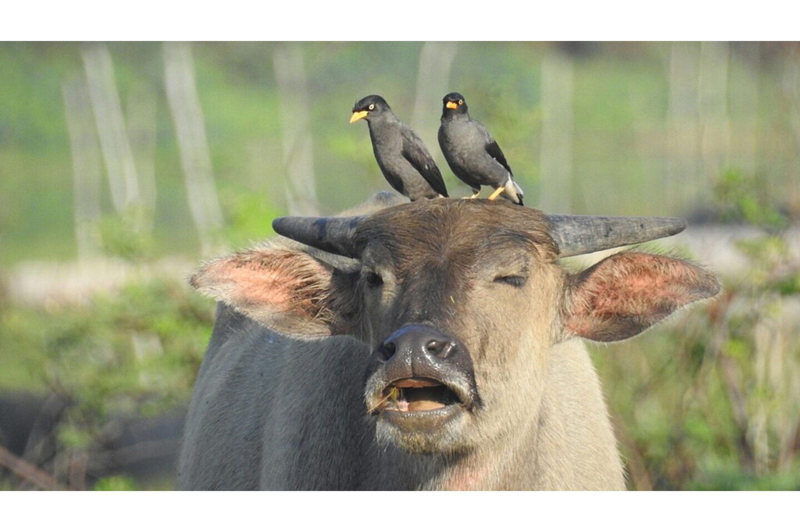 8 Amazing Ways Animals Communicate with Each Other 8 Amazing Ways Animals Communicate with Each Other