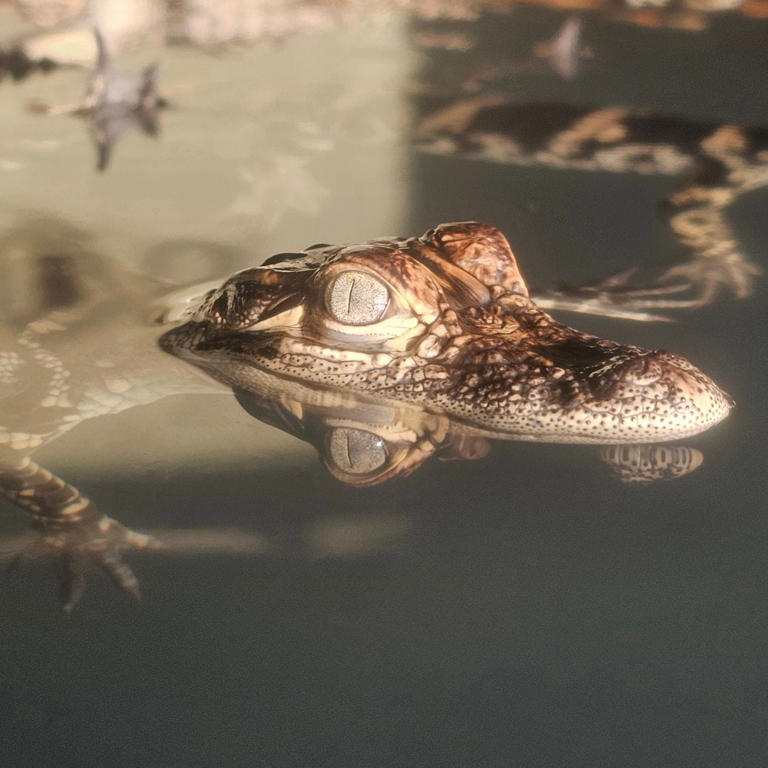 Gator Beach - The World's Greatest Alligator Park
