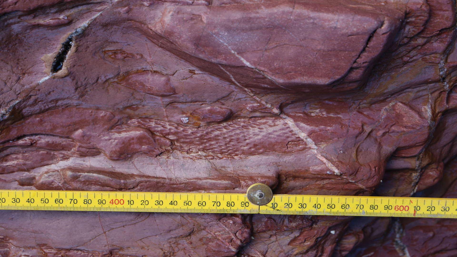 377 million-year-old tree fossils unearthed at UNESCO Global Geopark