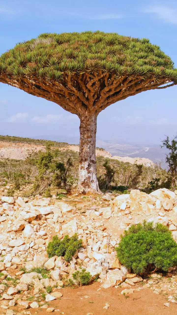 There’s only one country which begins with the letter ‘Y’