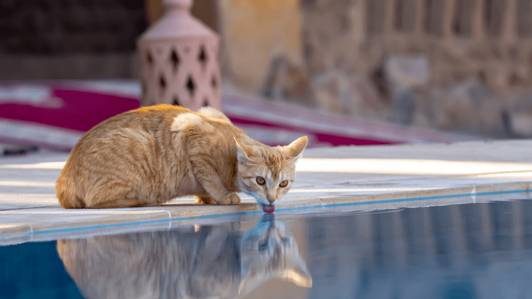 Arabic cat names: a guide to their meanings and origins