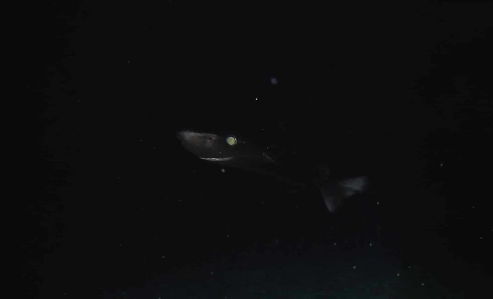 Scientists Capture First-Ever Footage of Elusive Predator in Caribbean ... Scientists Capture First-Ever Footage of Elusive Predator in Caribbean ...