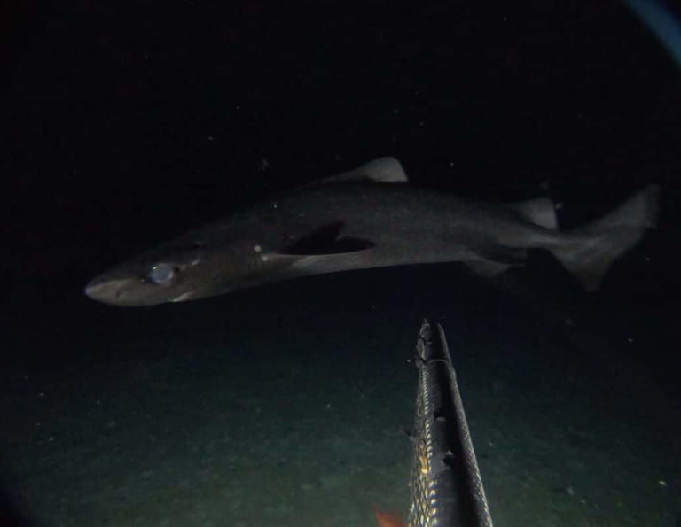 Scientists Capture First-Ever Footage of Elusive Predator in Caribbean ... Scientists Capture First-Ever Footage of Elusive Predator in Caribbean ...