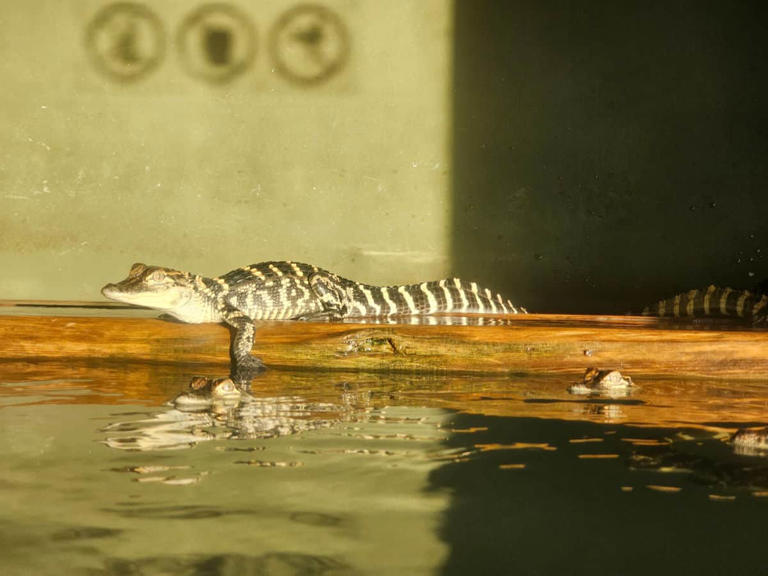 Gator Beach - The World's Greatest Alligator Park