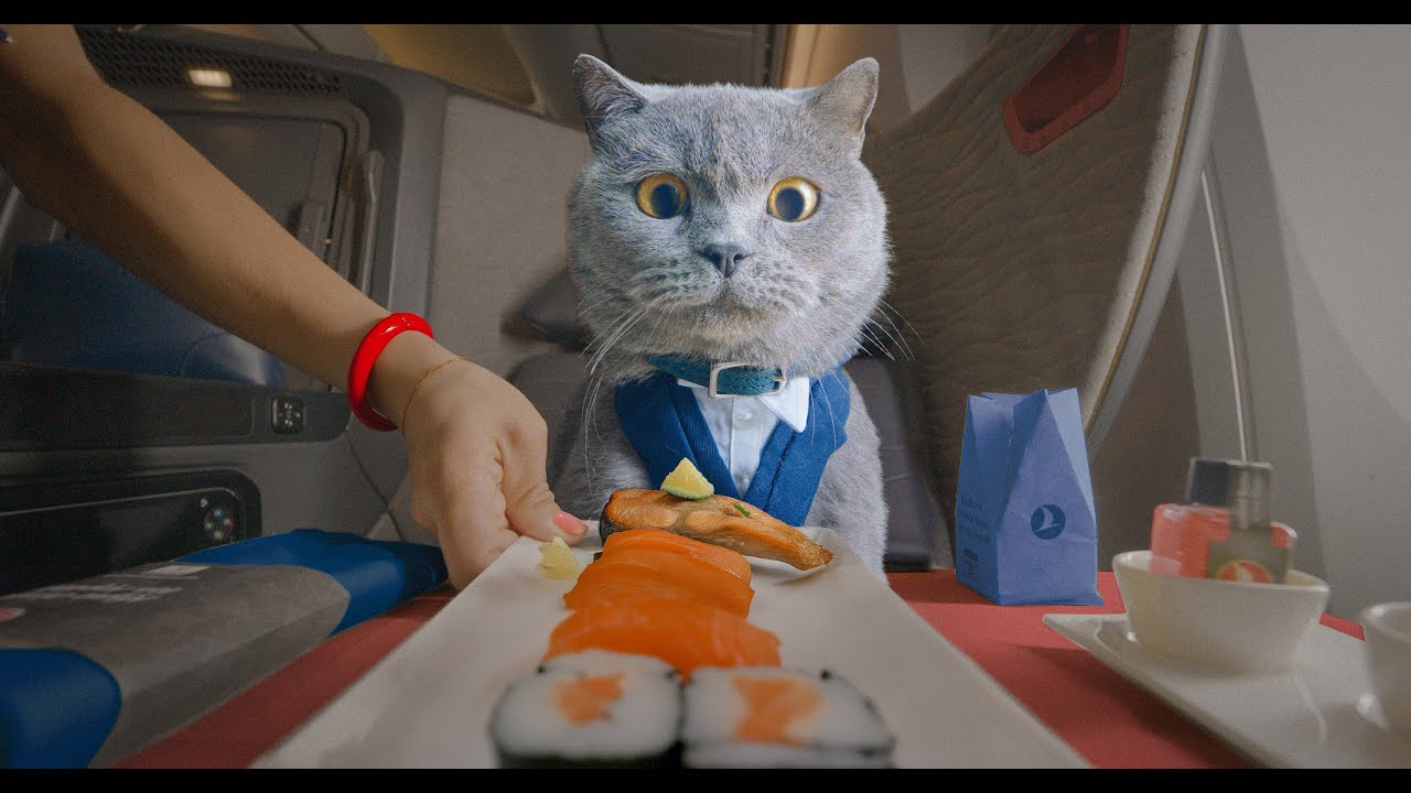 Michael the cat explores Istanbul from feline POV