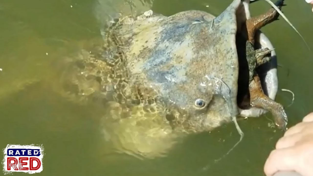 See what happens when a catfish eats a turtle