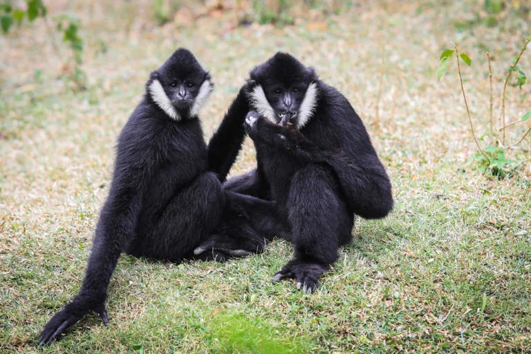 Why the Black Crested Gibbon Needs Your Help